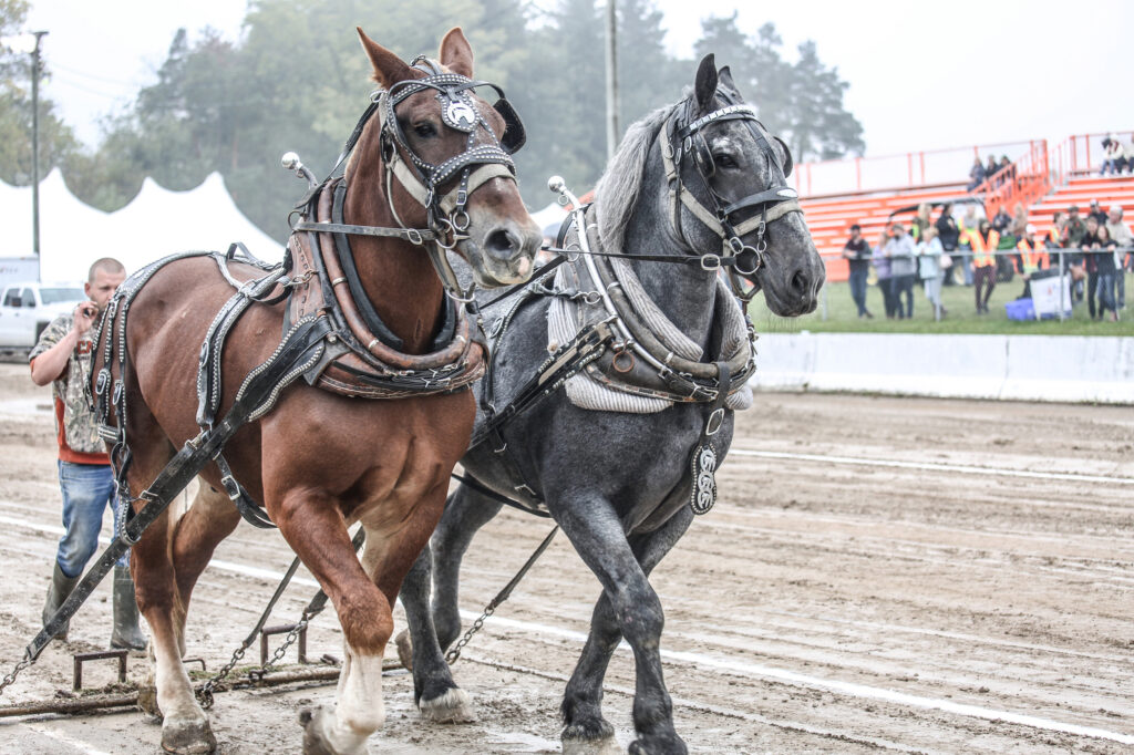 10 Fun Things to Do at the Erin Fall Fair